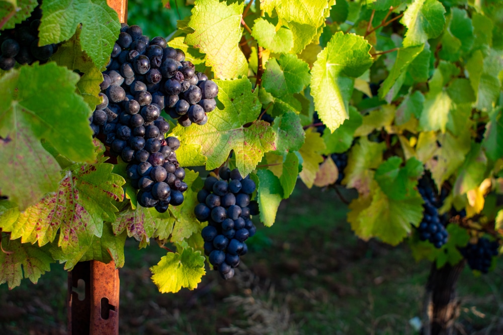 Time to Plan for Fall Wine Tasting in the Willamette Valley