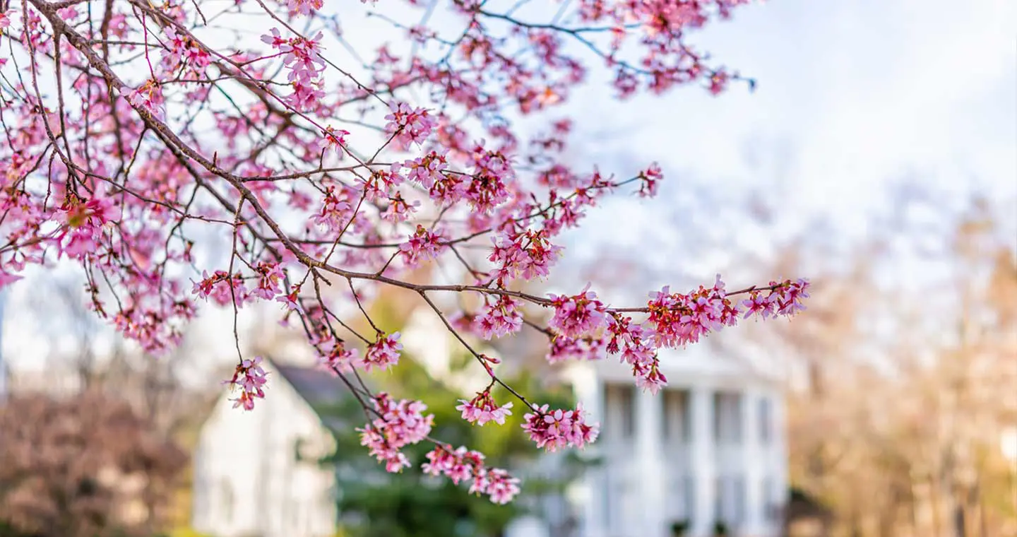 The Perks of Visiting Williamsburg in Springtime : Spring Getaways!
