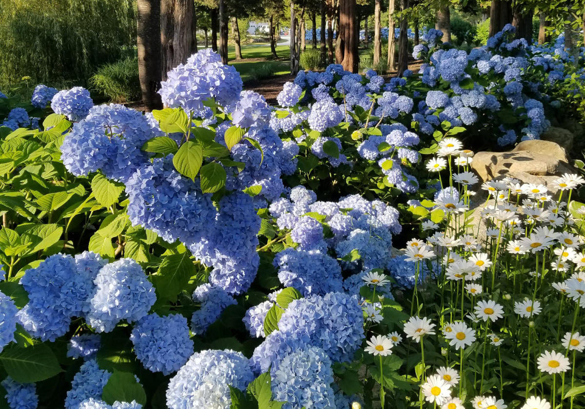 Celebrating Summer in Bloom: The Cape Cod Hydrangea Festival