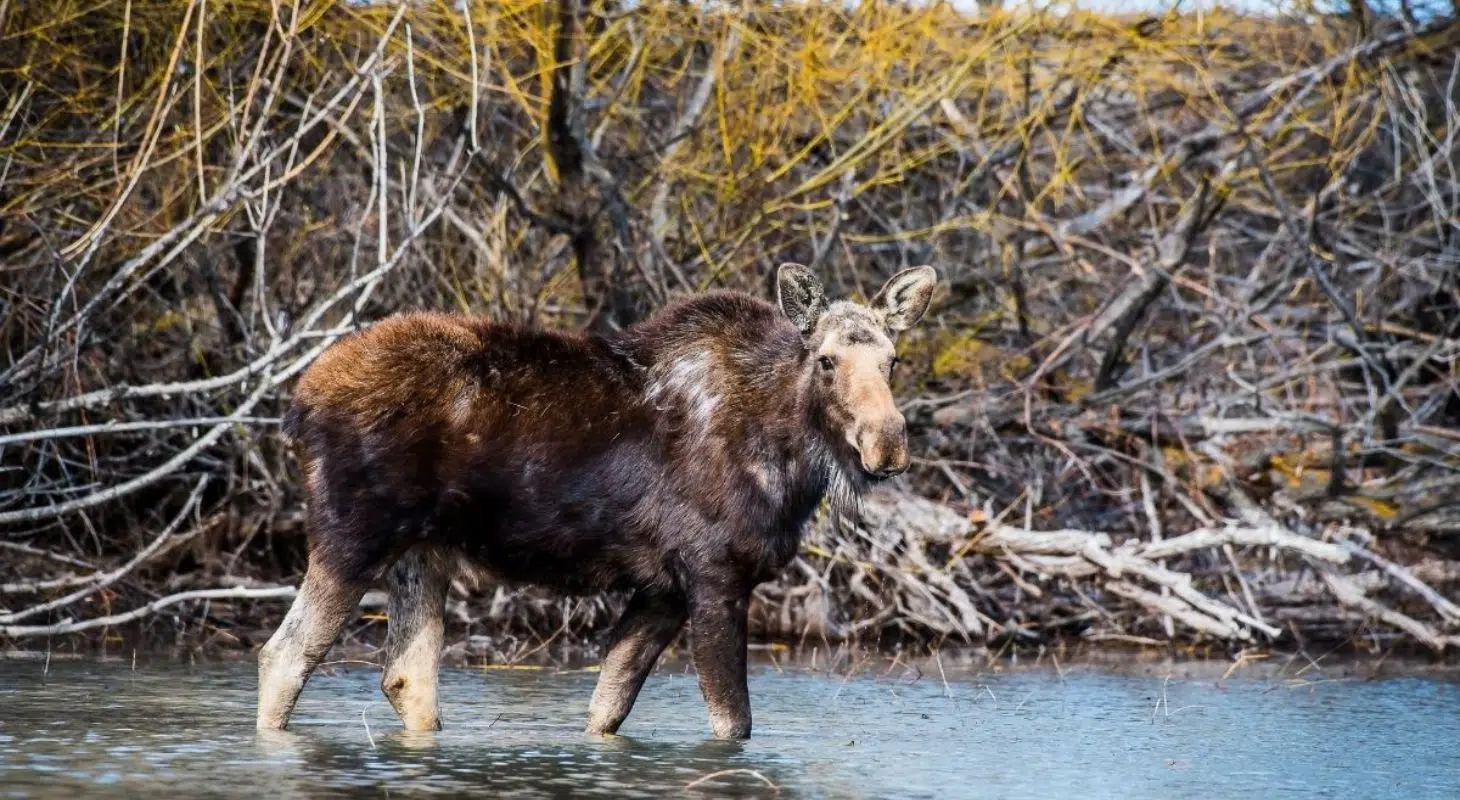See a Moose in Maine At Maine Wildlife Park