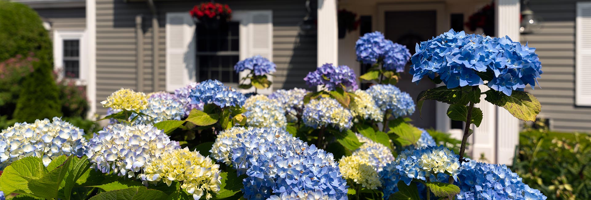 The Best Places To See Blooming Hydrangeas On Cape Cod
