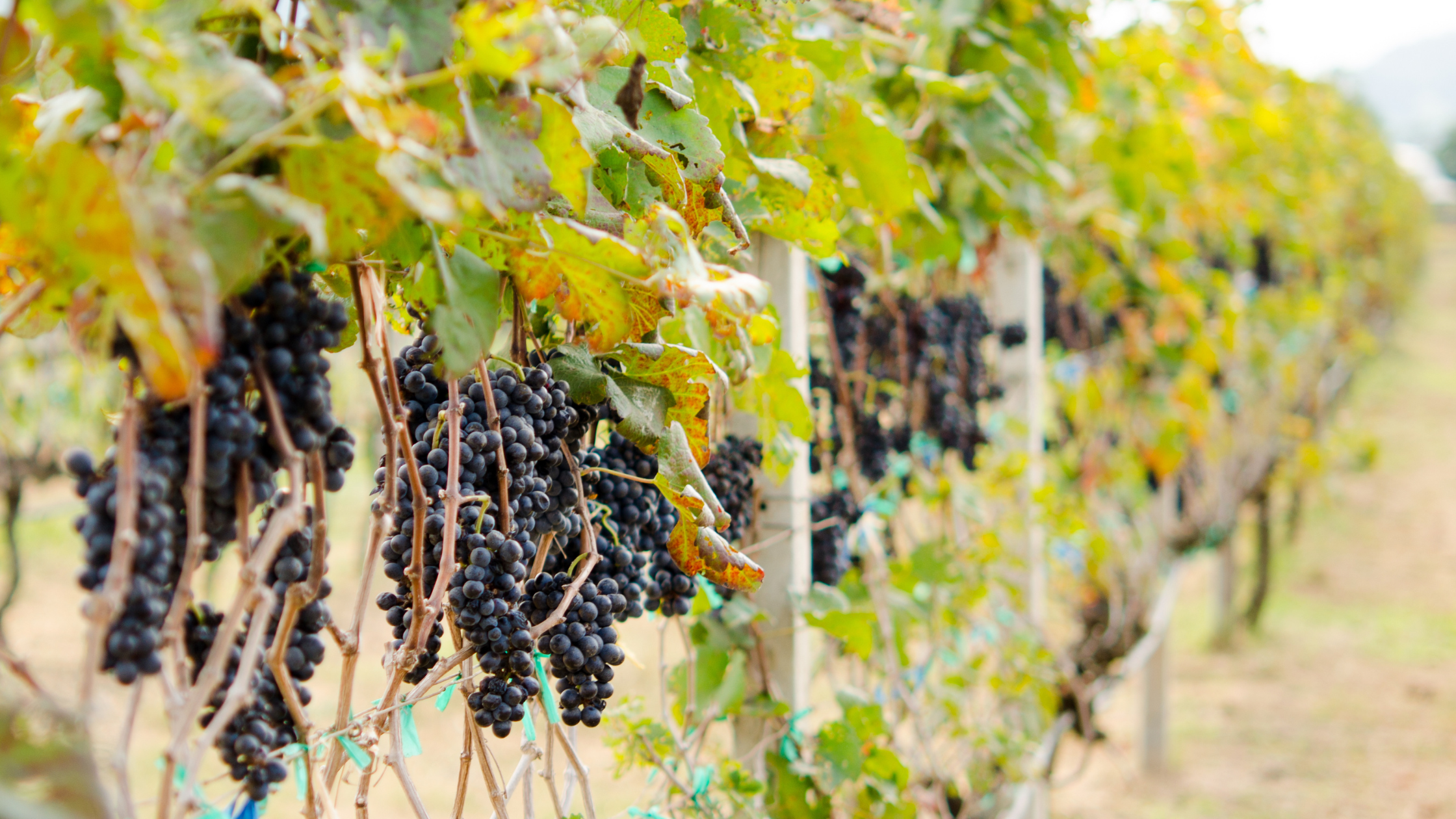 Cozy hotels in Anderson Valley wine region