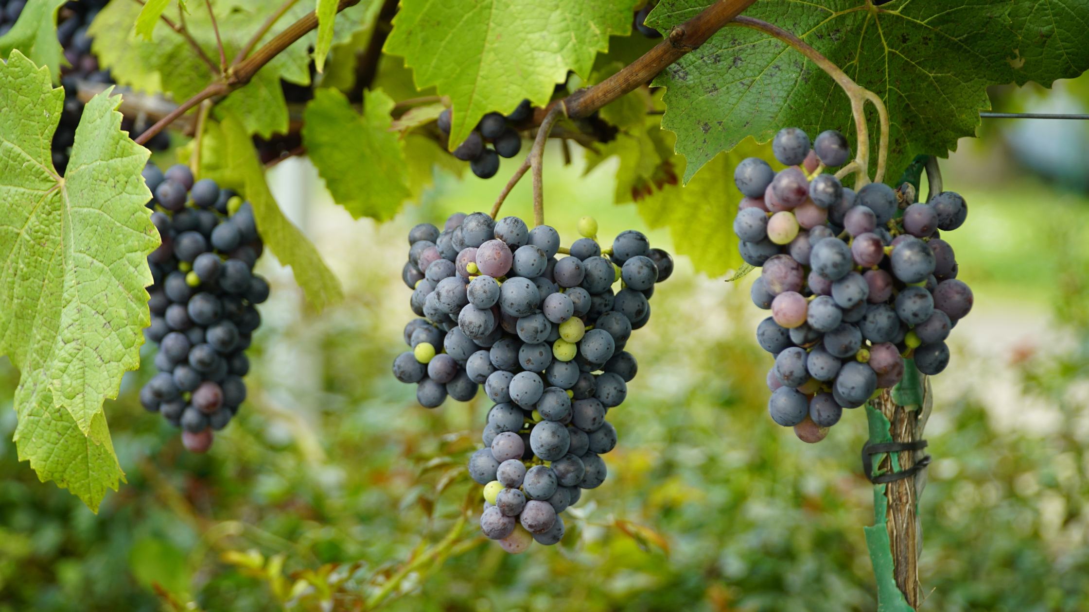 A Relaxing Escape to Mendocino Wine Country: Why Anderson Valley Inn Is ...