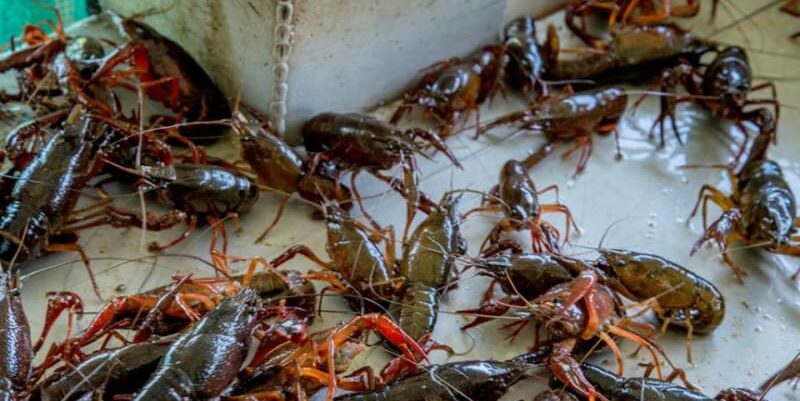 Brief History of Crawfish Farming in Louisiana