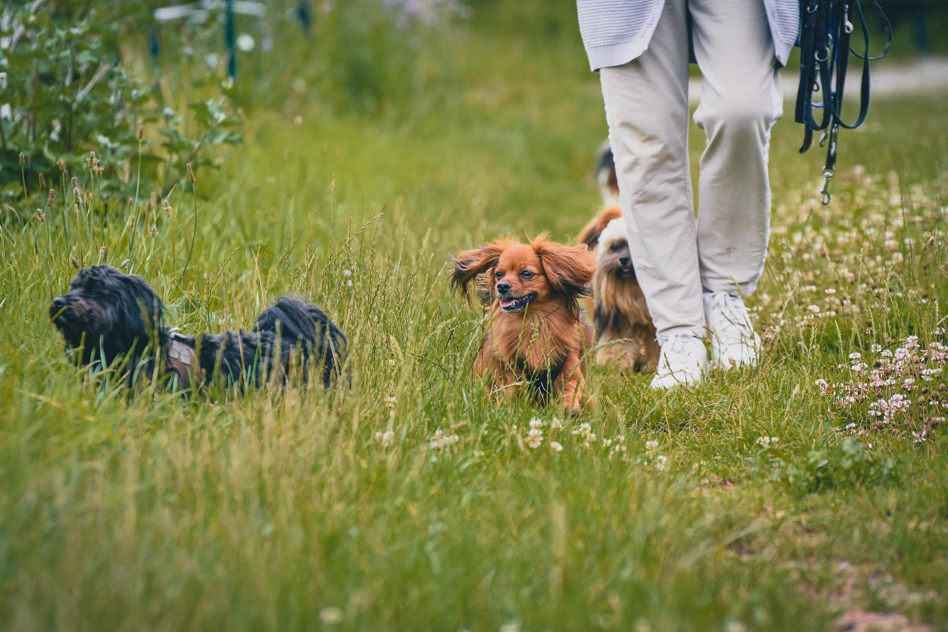 Pet-Friendly Activities in Wisconsin Dells