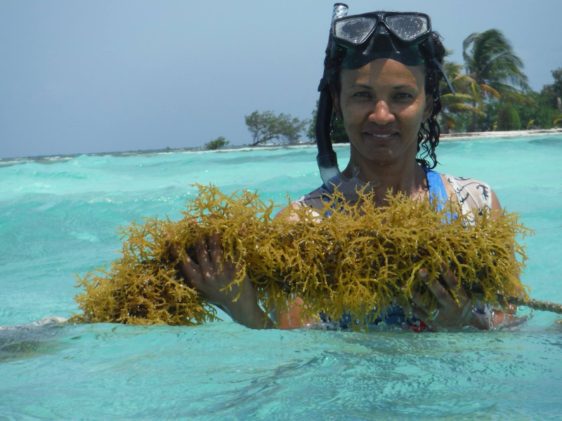 Seaweed Farming in Belize: From Ocean to Plate, and All the Health ...