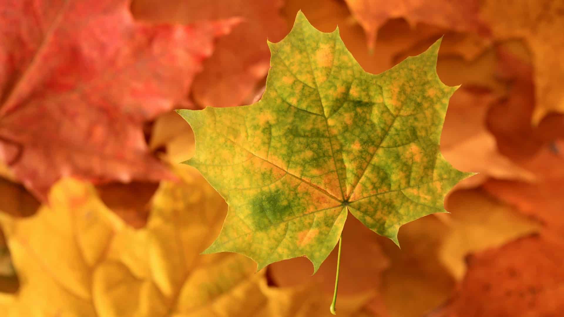 Fall Fun in St. Augustine